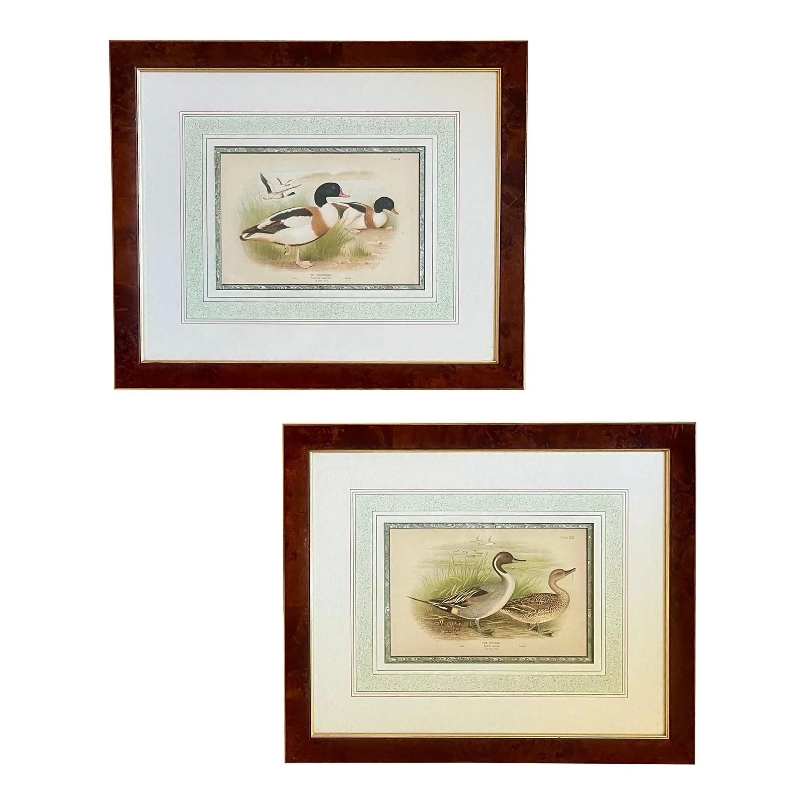 English Traditional Antique Bird Bookplates in Burl Wood Frames, a Pair ...