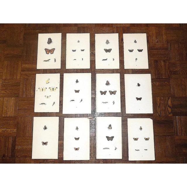 Antique 19th Century Hand Colored Butterfly Lithographs - Set of 12 ...