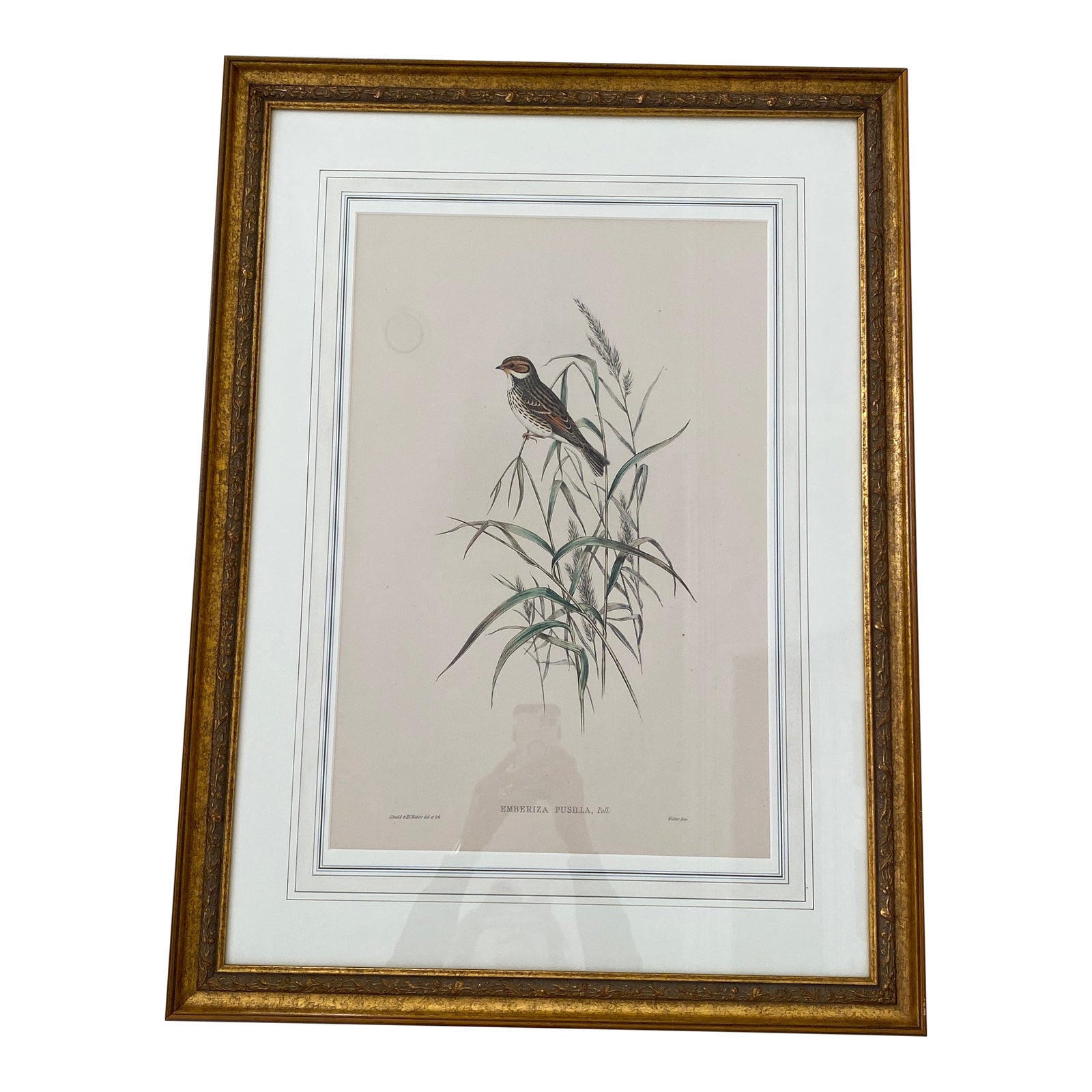 Original John Gould Bird Print Framed | Chairish