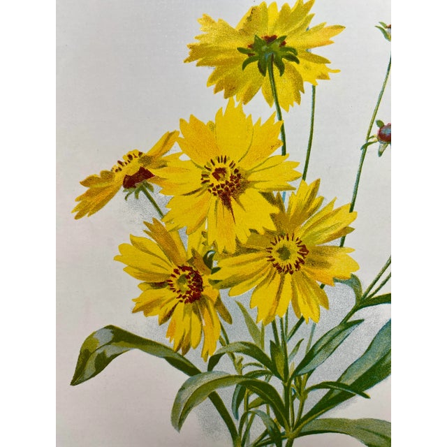Antique Botanical Print From England Showcasing Bright Yellow Lance ...