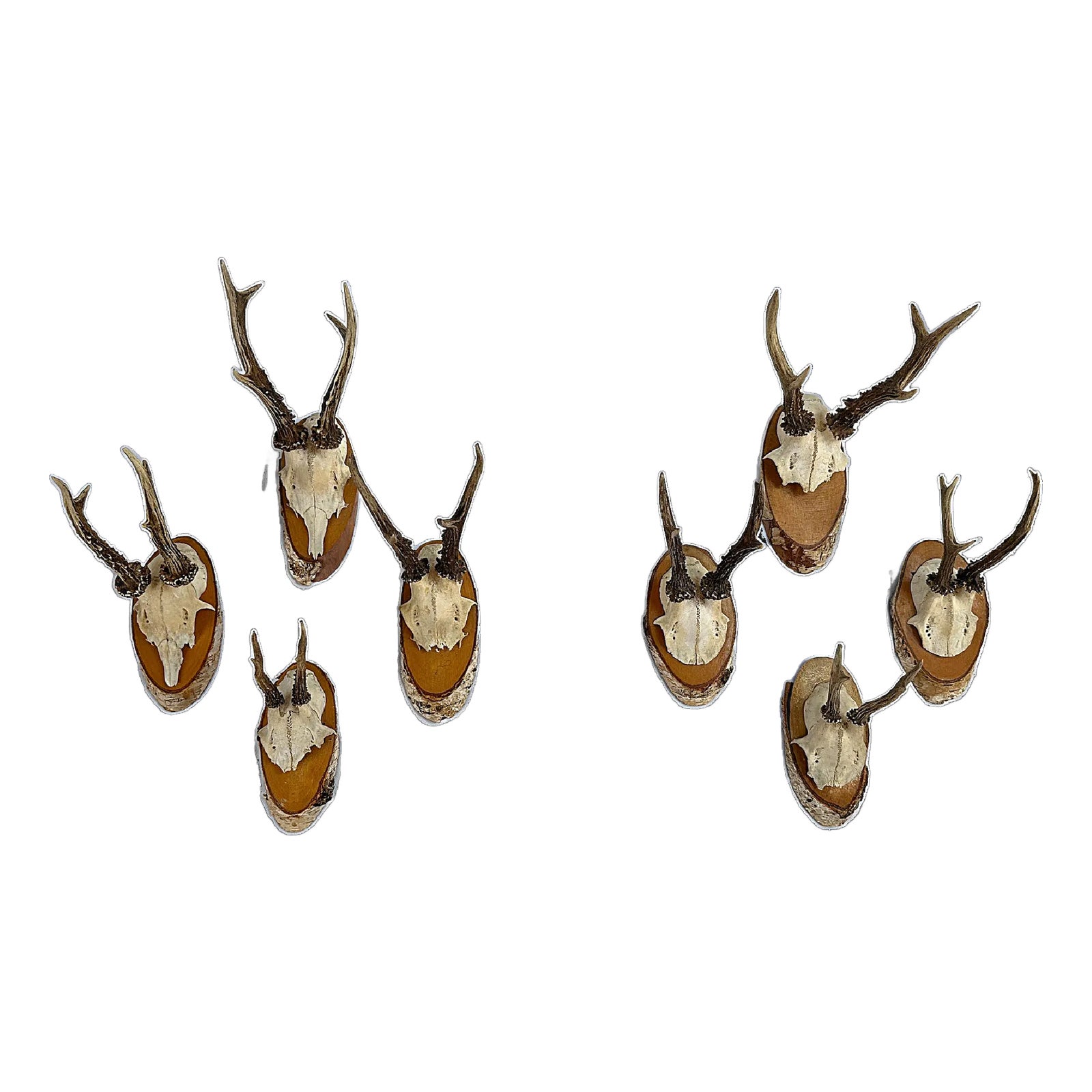 1960's German Roe Deer Trophy Mounts With Provenance Mounting Tags ...