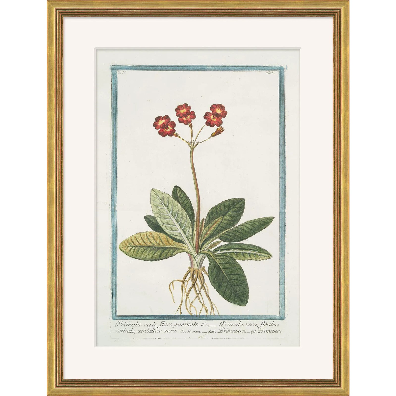 Hortus Romanus 1772-1793 XIX Framed Art Print | Chairish