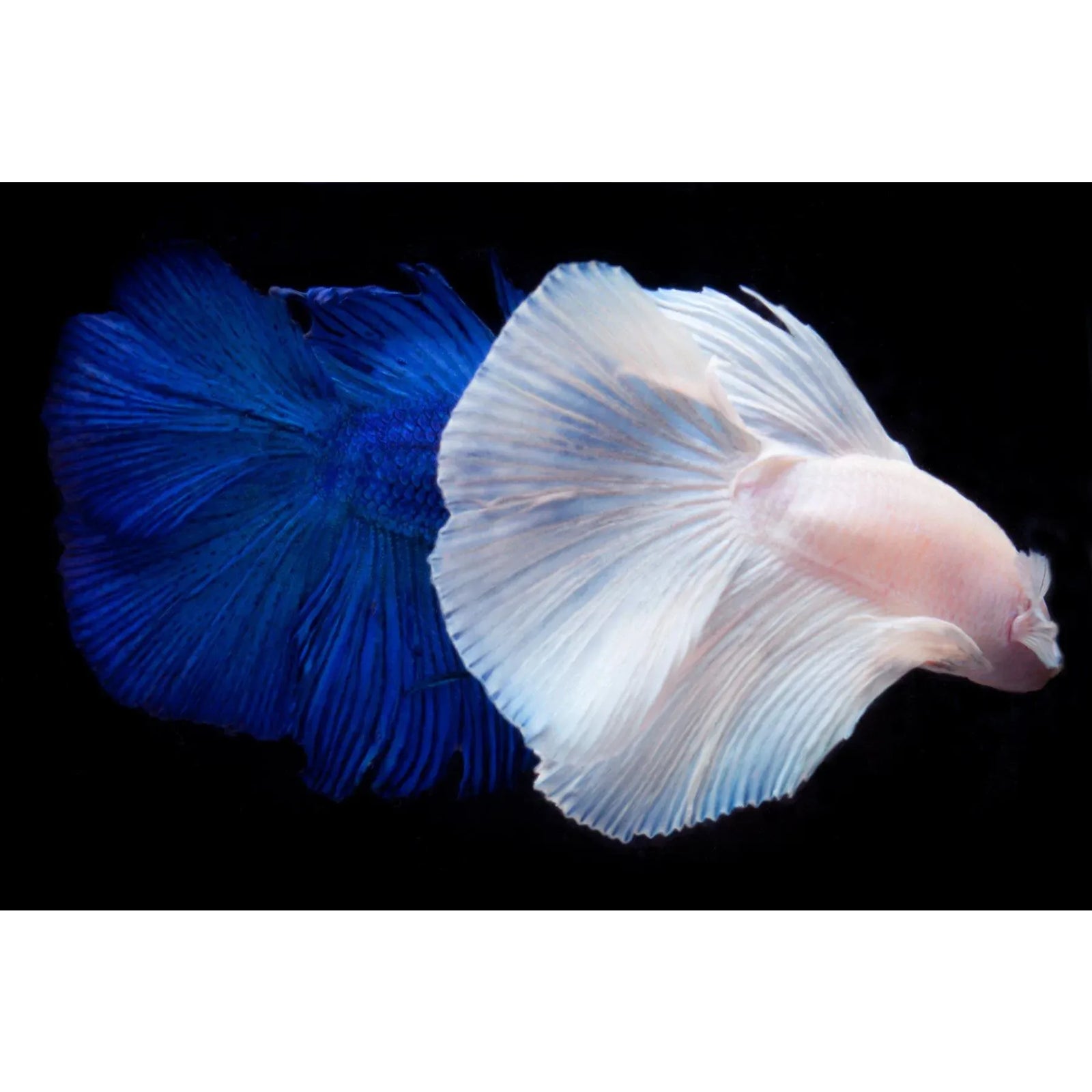 Beta Fish 22 Color Photograph Artwork | Chairish