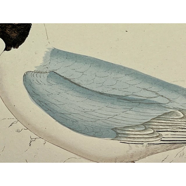 Antique Hand Colored Bird Print Showcasing a Majestic Masked Gull ...
