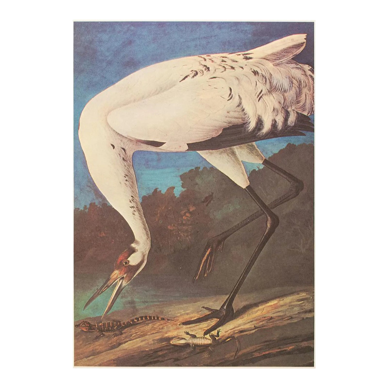 Whooping Crane After Audubon, 1966 Cottage Style Print | Chairish
