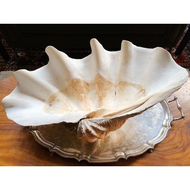 Large Natural Clam Shell | Chairish