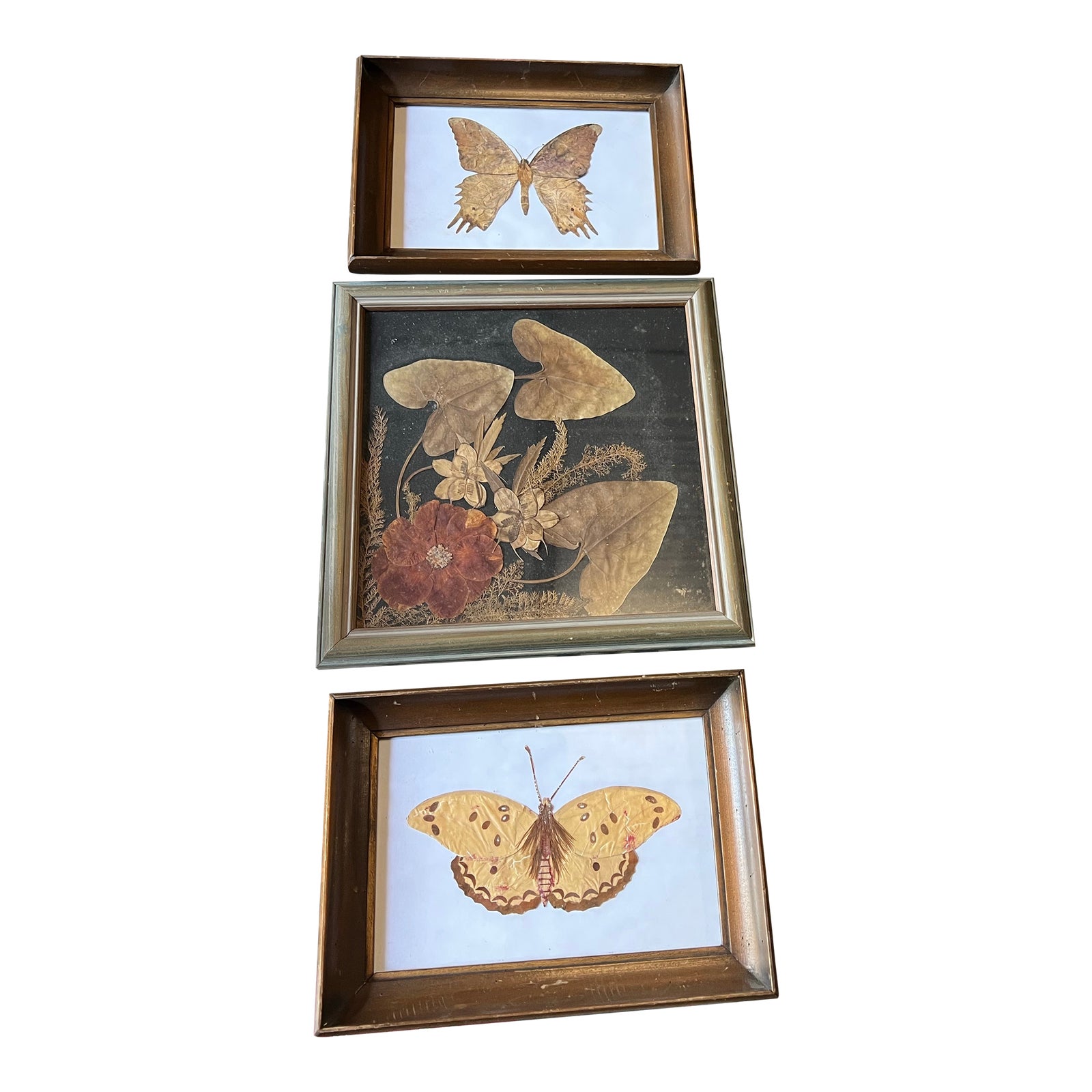 1970s Trio of Pressed Moths and Leaves in Wooden Frames | Chairish