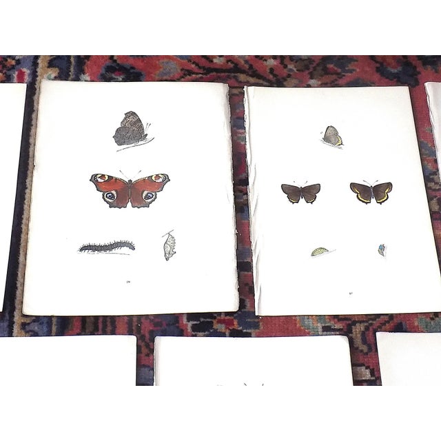 Antique 19th Century Hand Colored Butterfly Lithographs - Set of 13 ...