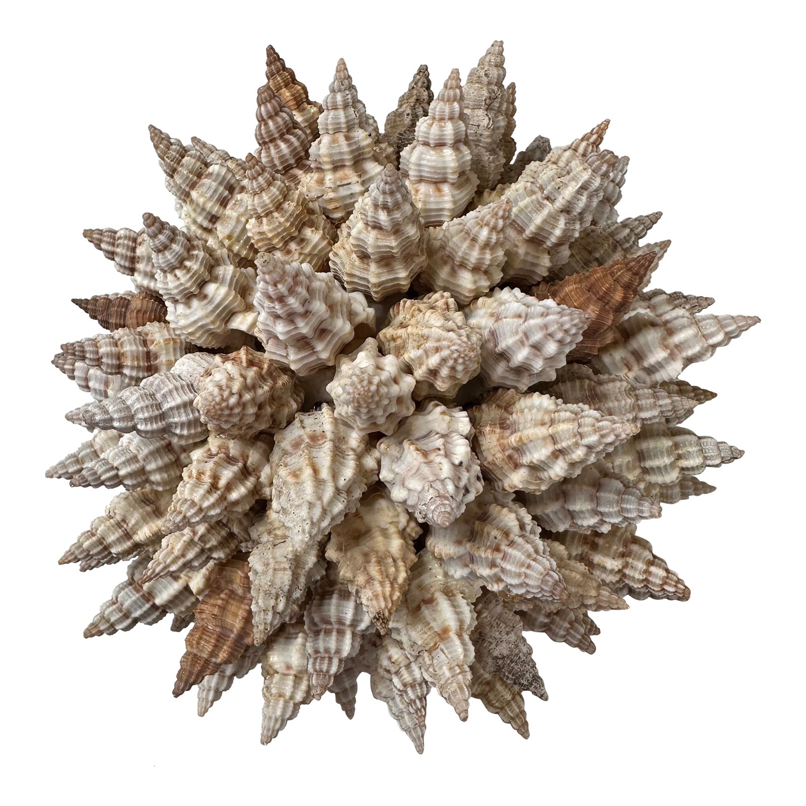 Triton Sea Shell Sculpture | Chairish