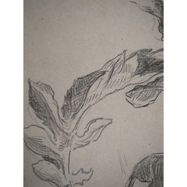 Maximilien Luce, Study of Leaves, Original Drawing | Chairish