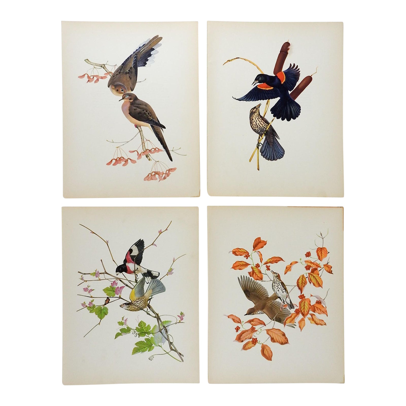 Vintage 1950 Menaboni's Birds Prints - Set of 4 | Chairish