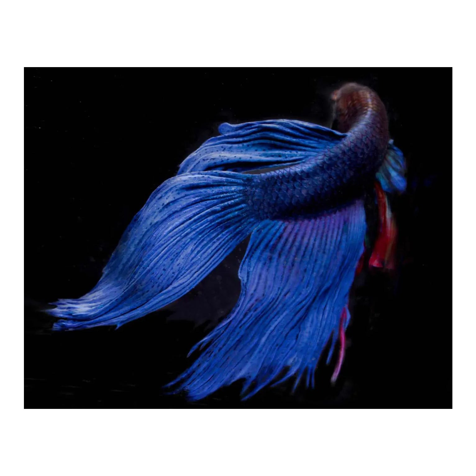 Blue "Beta 7" Photograph | Chairish