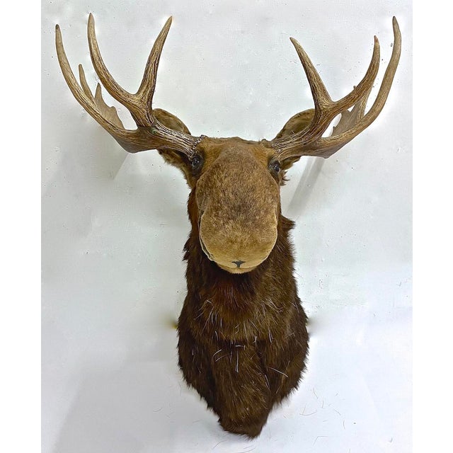 Antique North American Moose Shoulder Mount | Chairish