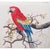 Scarlet Macaw Small Reproduction Print, After 1590s by Anselmus Boëtius ...
