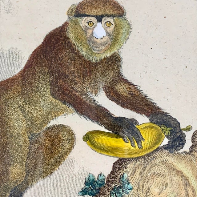 Framed 18th Century Comte De Buffon African Monkey French Engraving, La ...