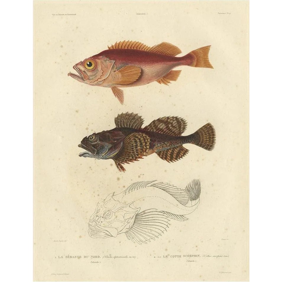 Norway Redfish Sebastes Viviparus and the Sculpin, 1842, Paper | Chairish