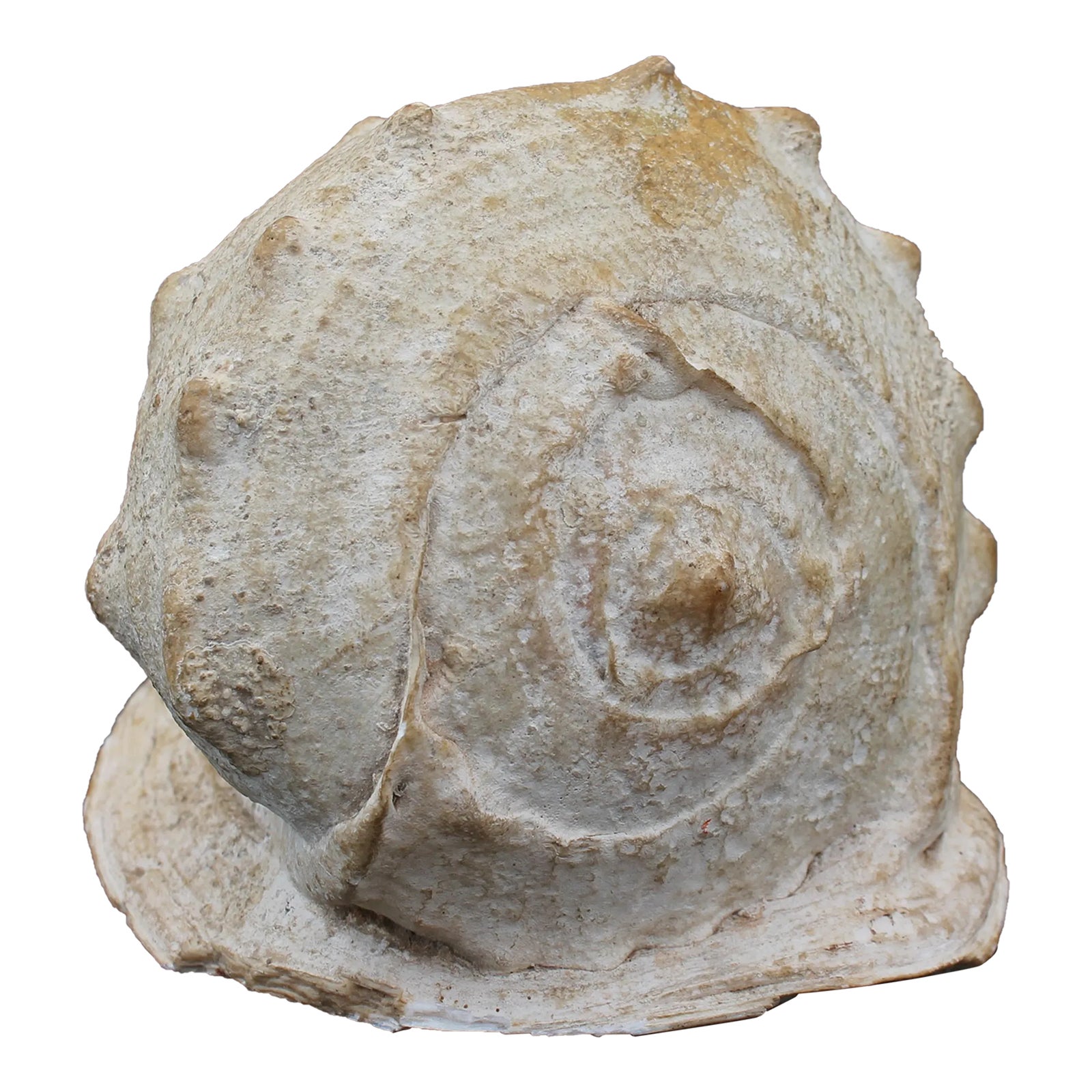Large Vintage New England Seashell | Chairish