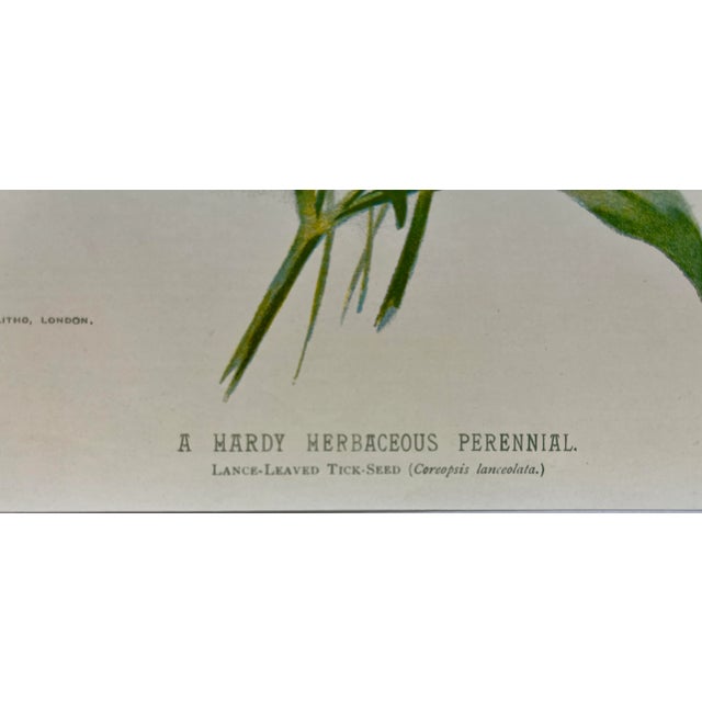 Antique Botanical Print From England Showcasing Bright Yellow Lance ...