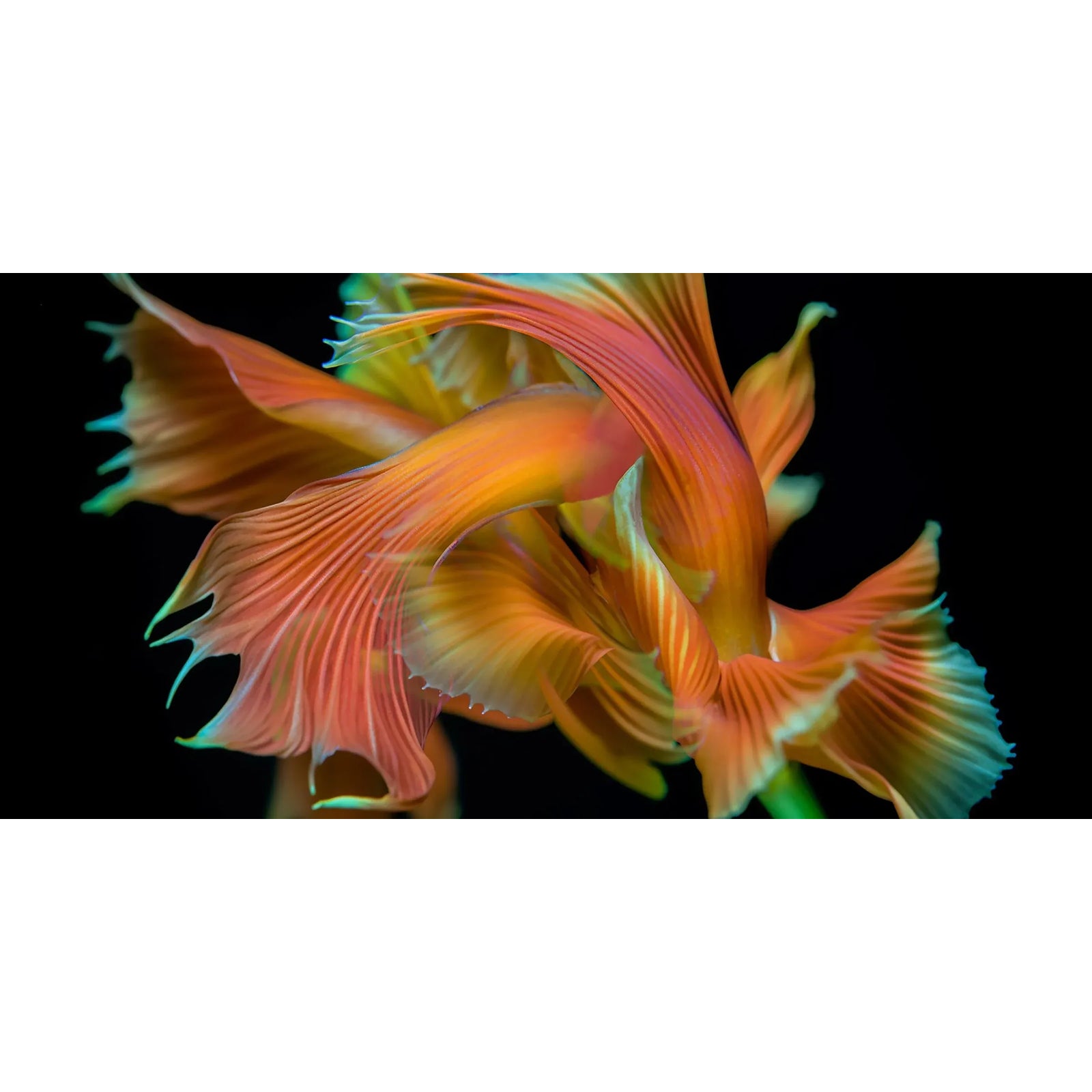 "The Lily Collective" Original Fish and Botanical Still Life Photograph ...