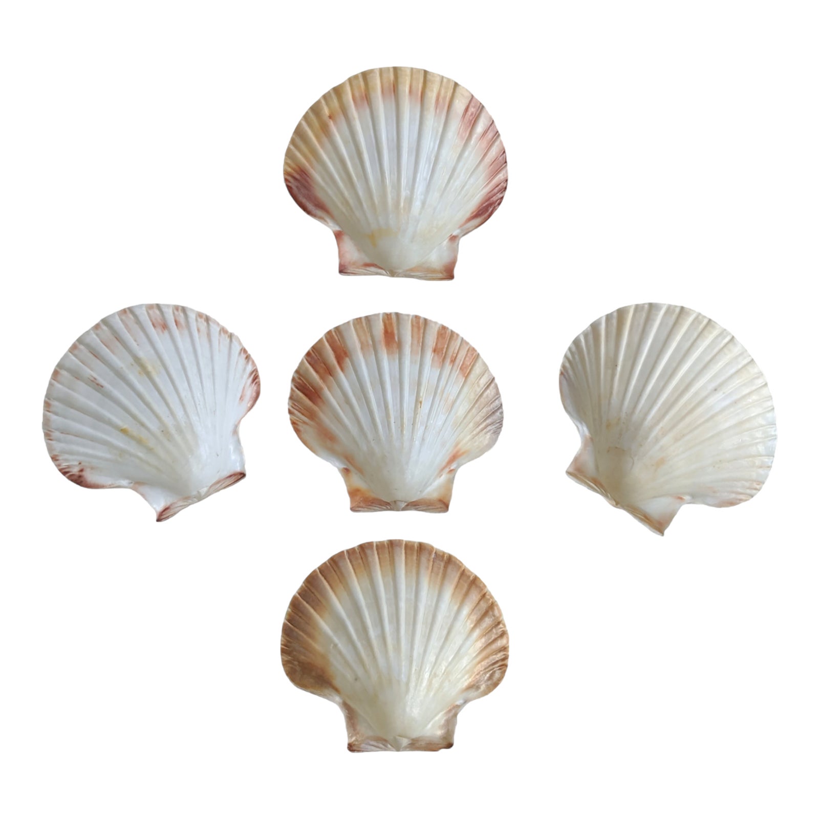 Coastal Scalloped Clam Shell Trinket Dishes - Set of 5 | Chairish