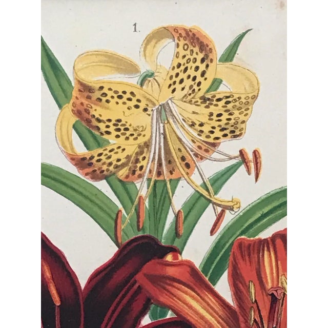 Antique Tropical Hibiscus Floral Botanical Color Lithograph Print 1896 ...