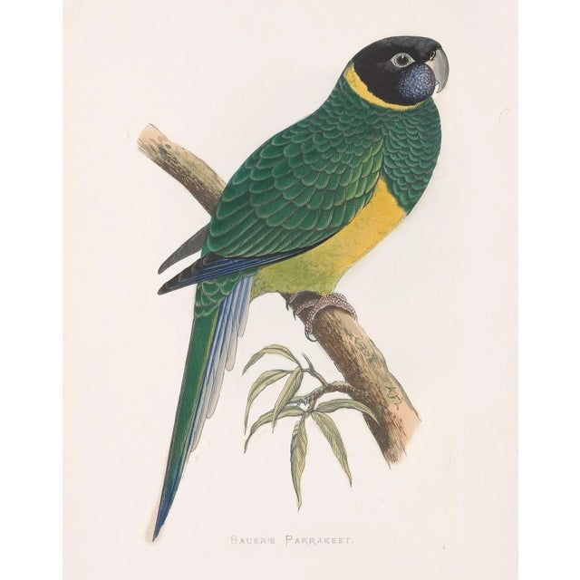 19th Century British Parrot Study - Set of 12 | Chairish