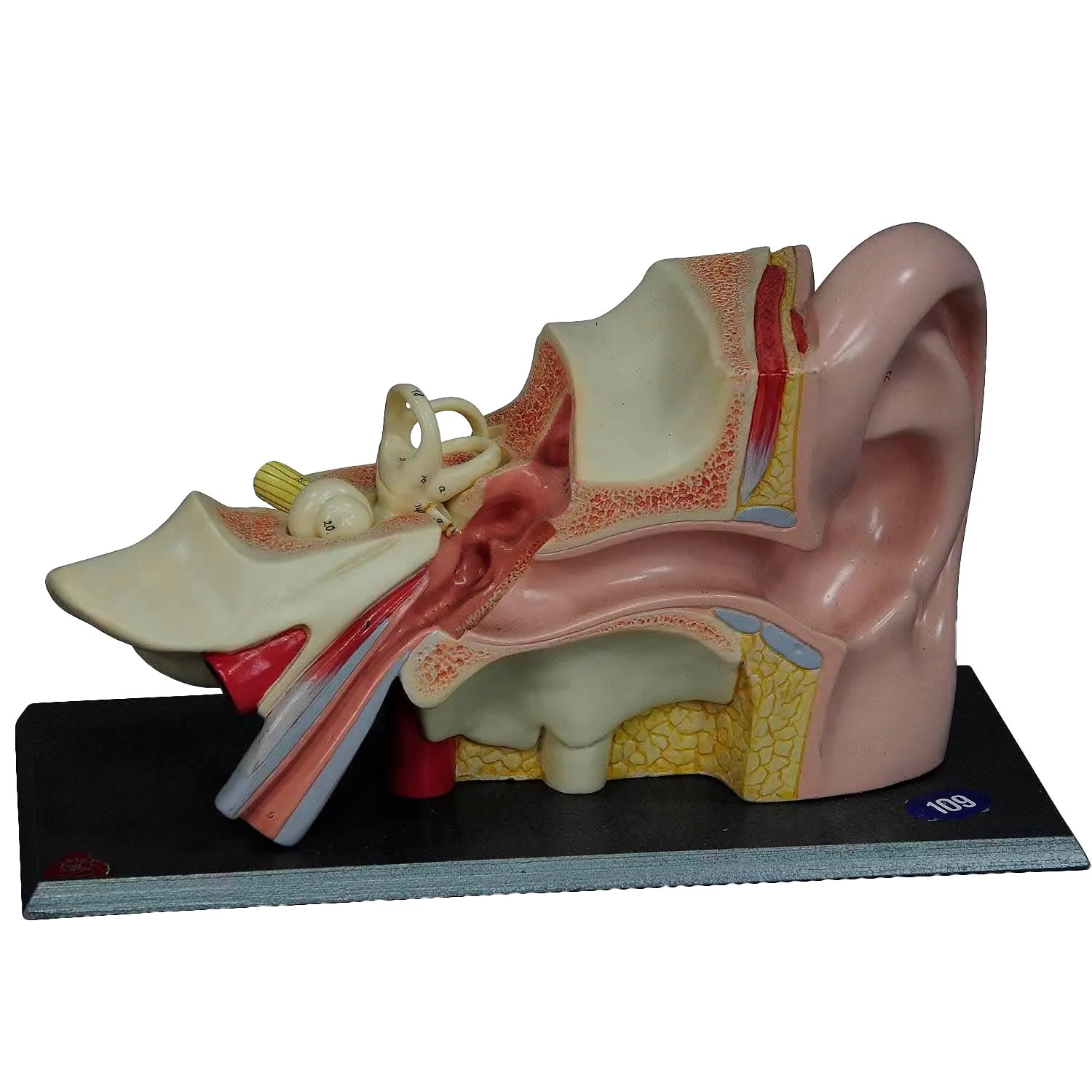 Vintage Teaching Aid Model of an Ear Somso Ca. 1960 | Chairish
