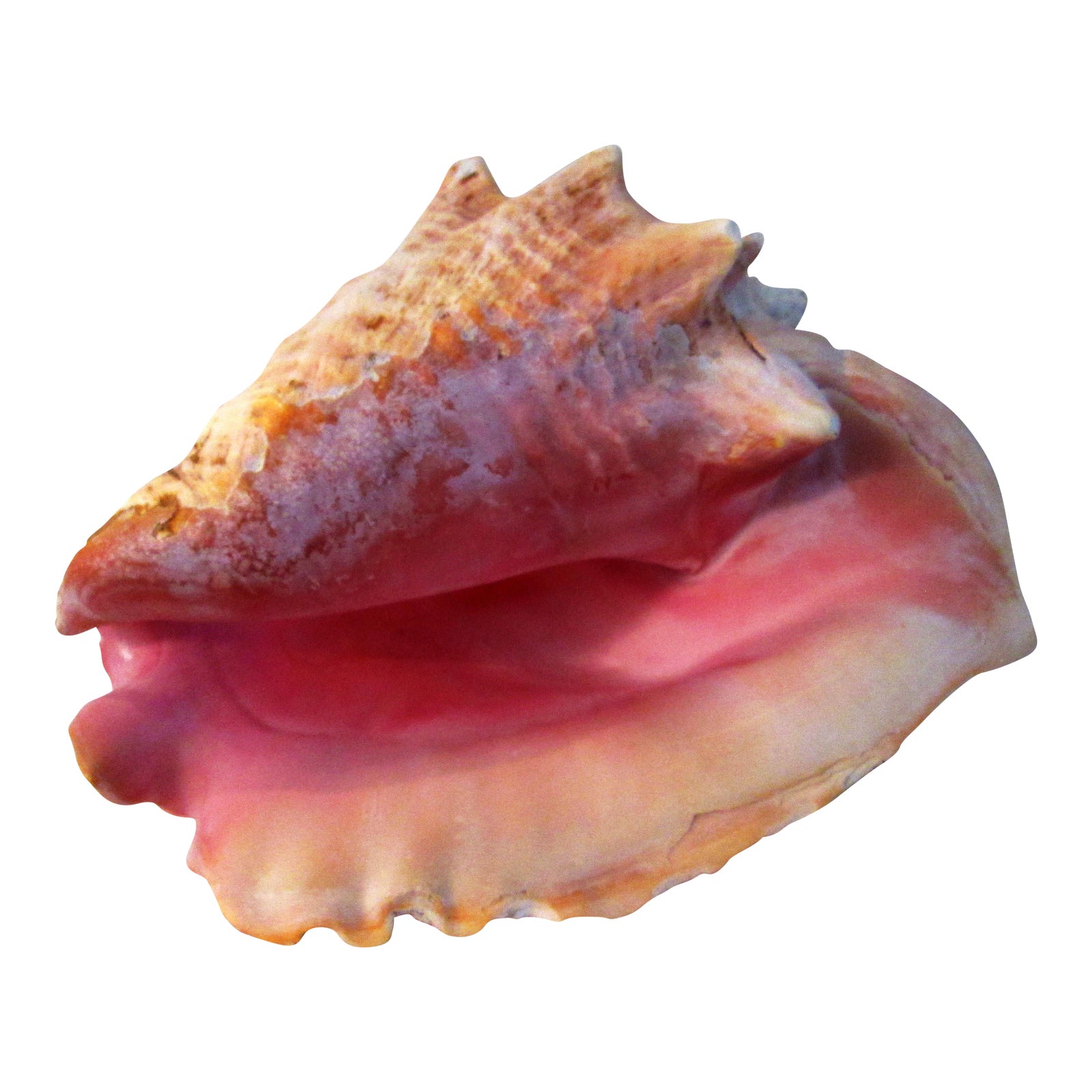Natural Bahamian Pink Queen Conch Shell | Chairish