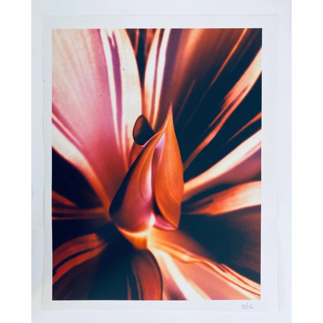 Jeffrey Rothstein, Flora Fauna Series Vintage Color Photograph Abstract ...