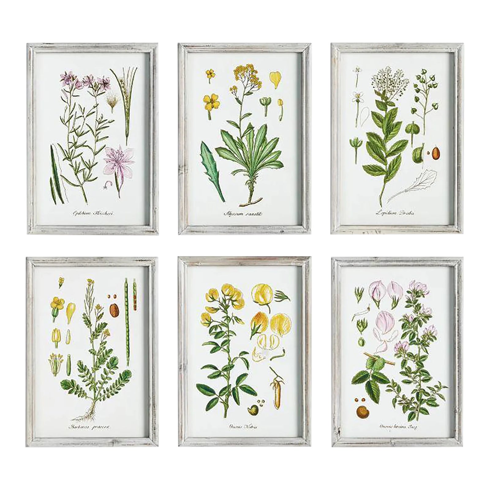 Perennial Floral Studies - Set of 6 | Chairish