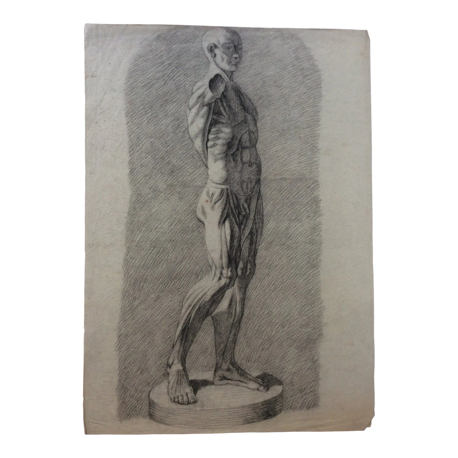 Collection of 4 Antique Anatomical Drawings | Chairish