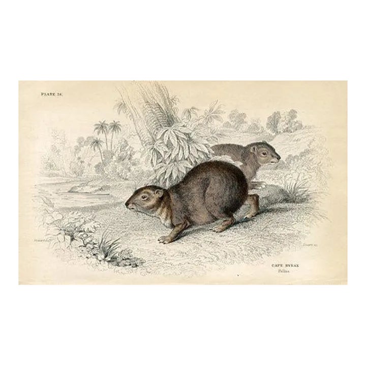 1830s, Rock Rabbit Print, Original Antique Mammal Engraving, England ...