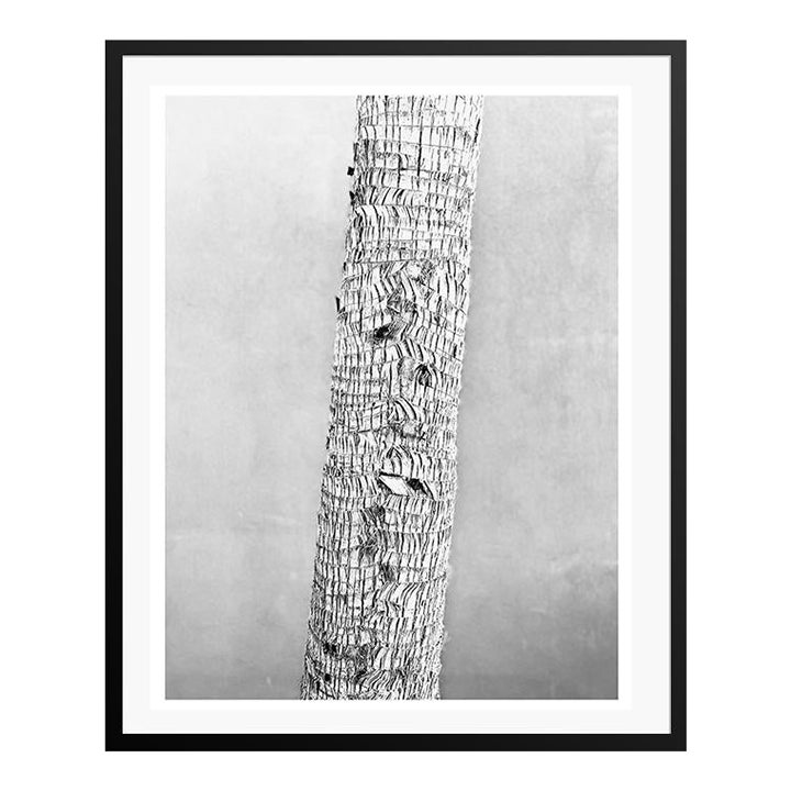Palm Bark by Stuart Möller Framed | Chairish