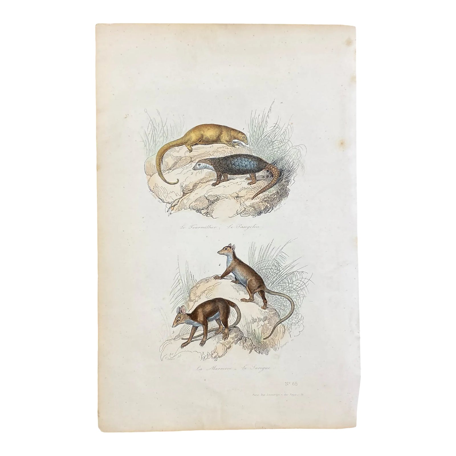 French Antique 18th Century "Le Fourmillier" Animal Engraving Hand ...