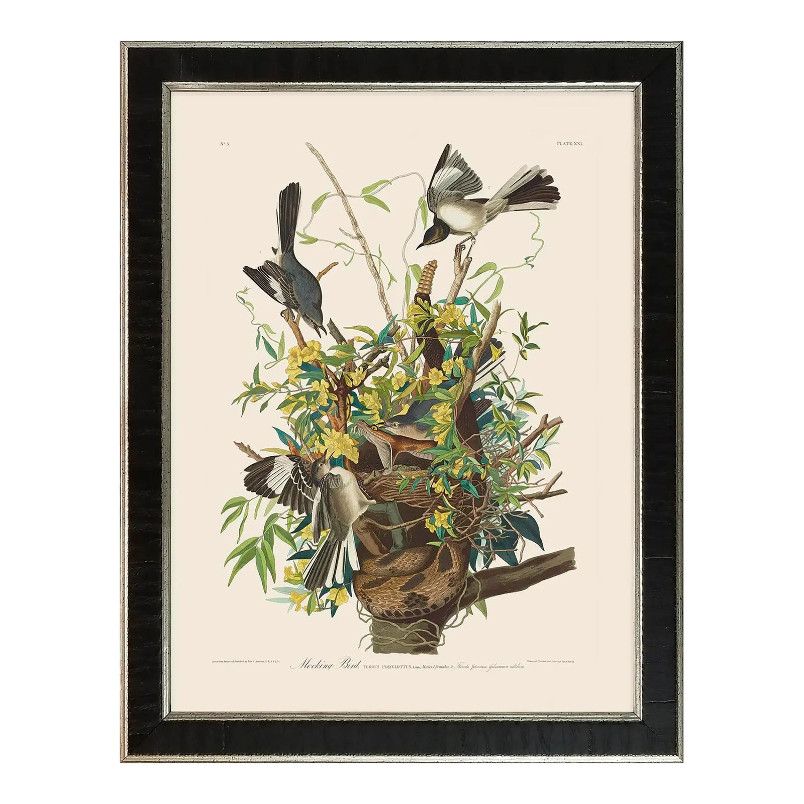 Mockingbird Duchess Edition, After Audubon Reproduction Print, Framed ...
