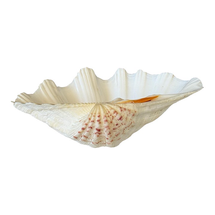 Organic Modern Coastal Clam Shell Vessel | Chairish