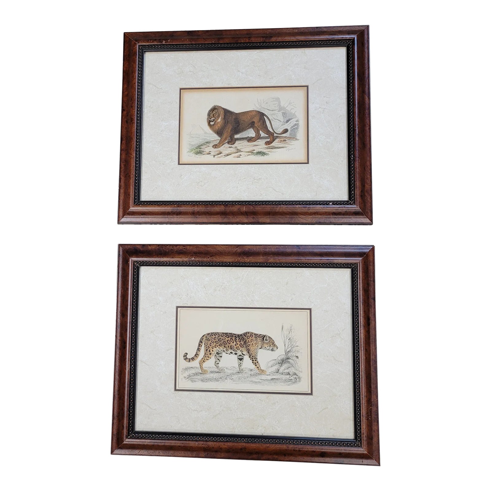 Pair of Antique Color Lithographs of Wild Cats | Chairish