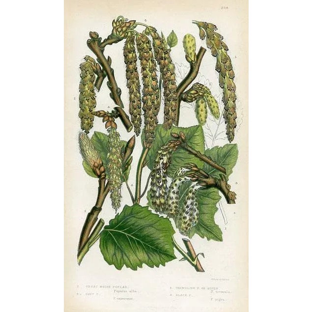 1860s, Poplar Tree Print, Original Lithograph by Anne Pratt | Chairish