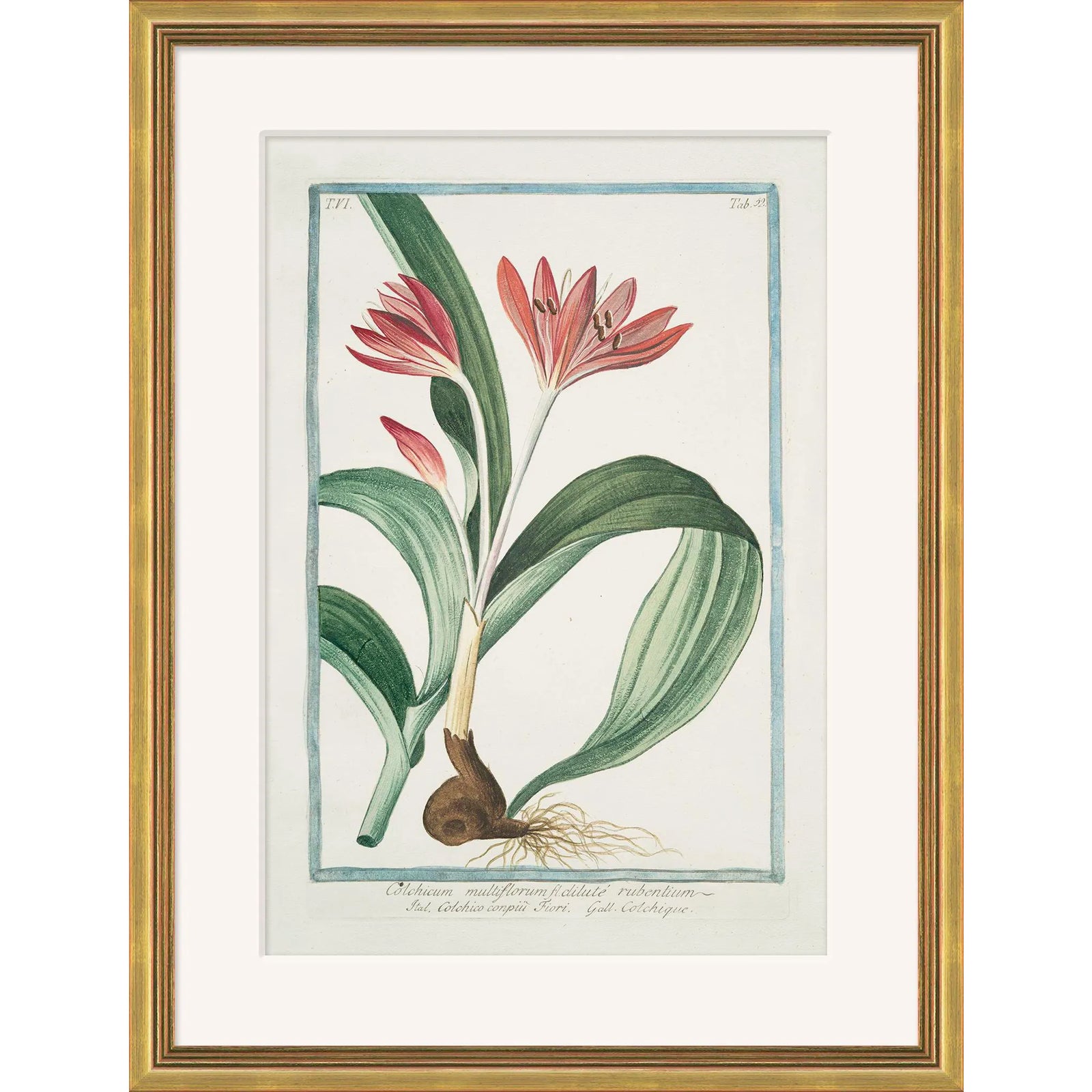 Hortus Romanus 1772-1793 XXIII Framed Art Print | Chairish