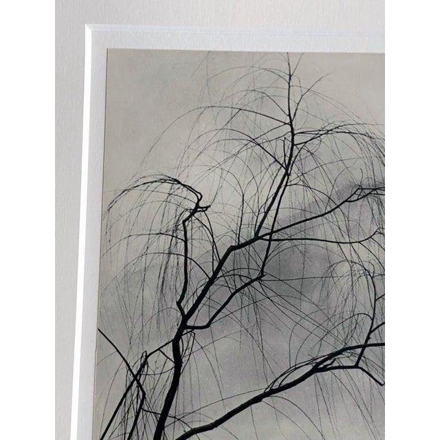 Mid 20th Century Framed Photograph Spring Fantasia by Chin San Long ...
