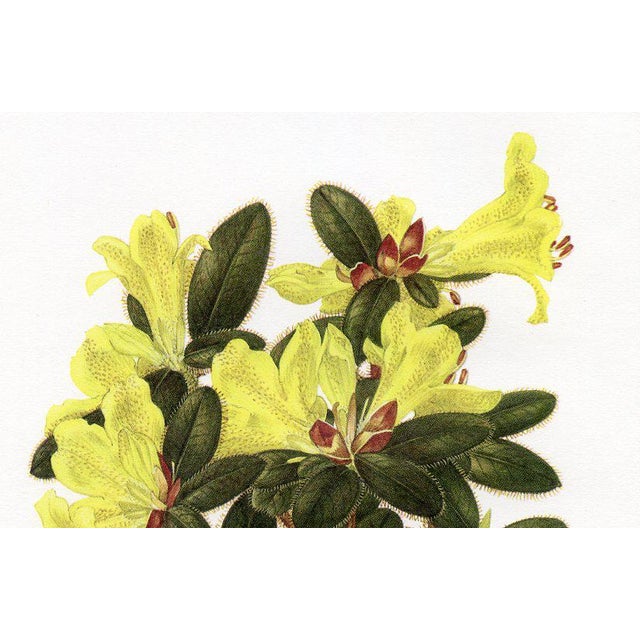 Vintage Rhododendron Print by Margaret Stones | Chairish