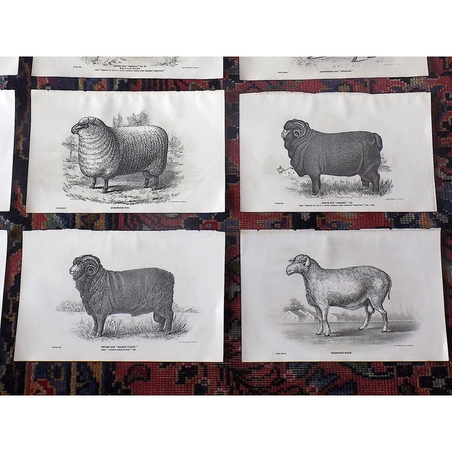 Antique 19th Century Sheep Lithographs - Set of 12 | Chairish