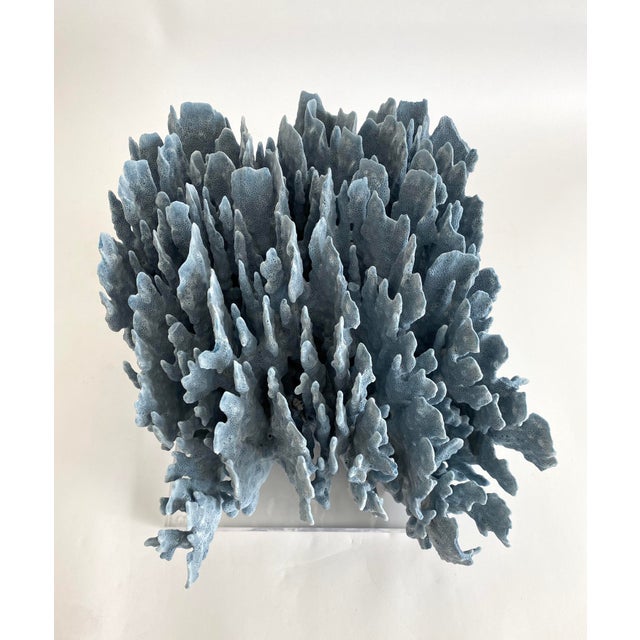Statement Size Natural Blue Coral on Acrylic Base | Chairish