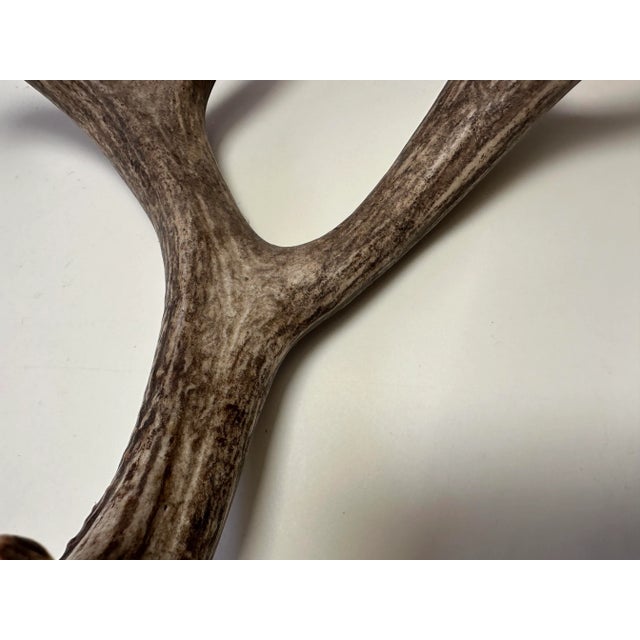 Vintage Natural 10-Point Deer Antlers | Chairish