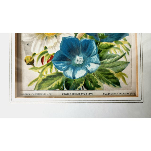 Pair of Gold Framed 1895 Antique Original Botanical Chromolithograph ...