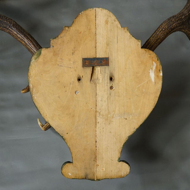 Black Forest Uneven 14 Pointer Red Deer Trophy on Wooden Plaque 1909 ...