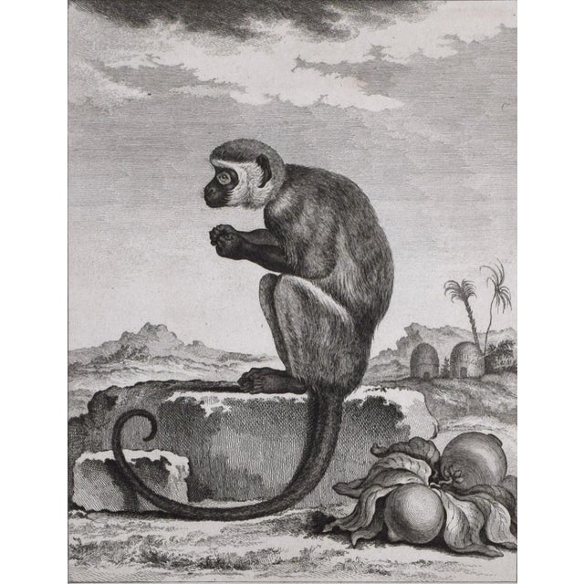 18th Century Original French Monkey Engraving by Buffon 1789 | Chairish
