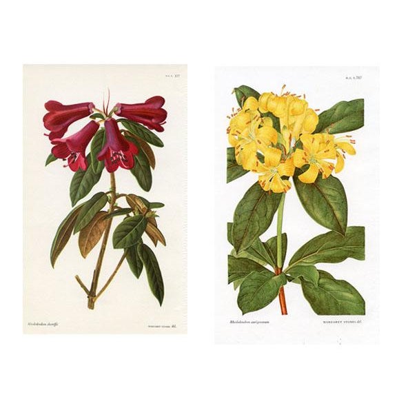 Vintage Rhododendron Prints by Margaret Stones, a Pair | Chairish
