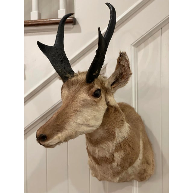 Mid-Century North American Pronghorn Antelope Buck Trophy Shoulder ...