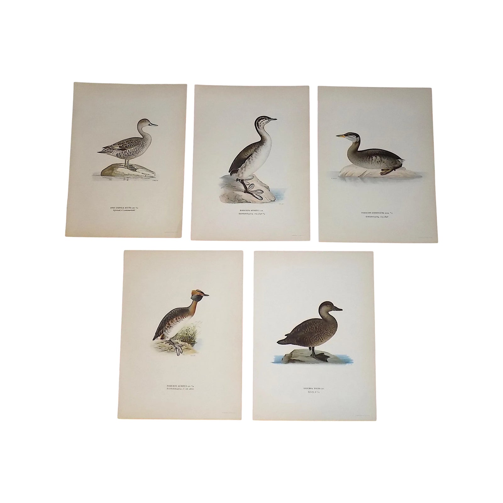 Antique 19th Century Lithograph-Birds-Large Folio-Set of 5 | Chairish